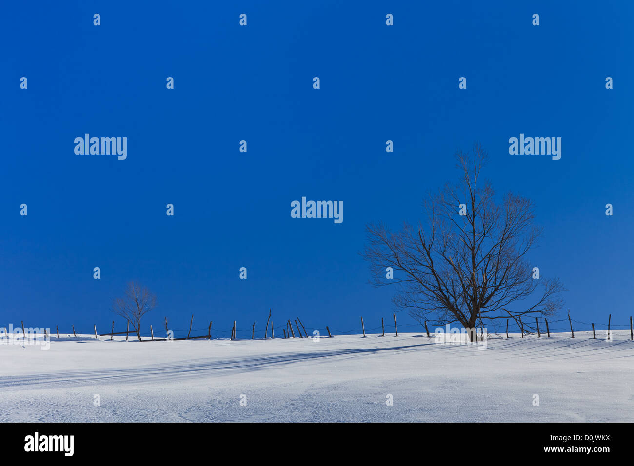 tree in winter Stock Photo - Alamy