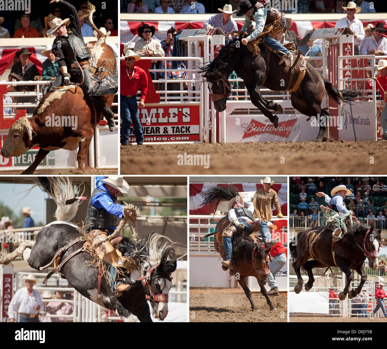 Calgary stampede parade crowd hi-res stock photography and images - Alamy