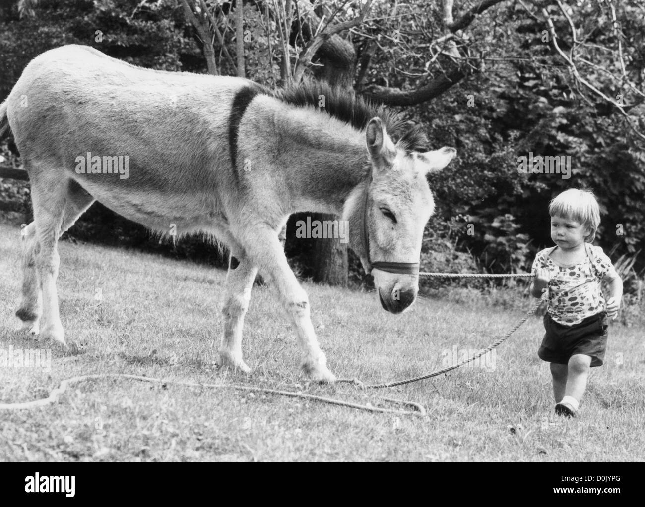 Young child with pet donkey England Uk 1980. Britain 1970s 1980s ...