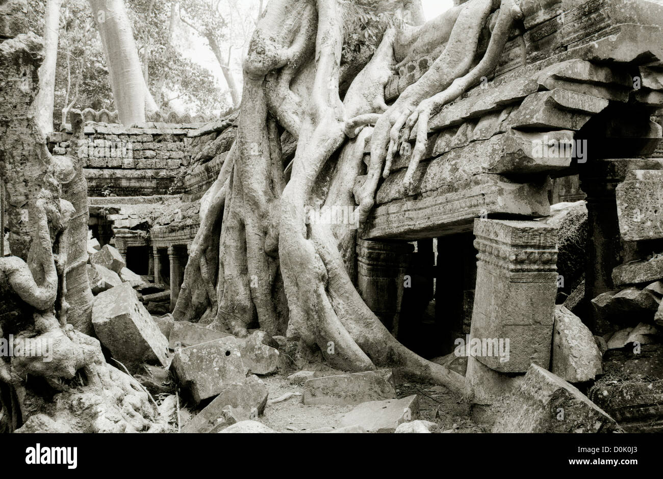 Hindu tree of life hi-res stock photography and images - Alamy