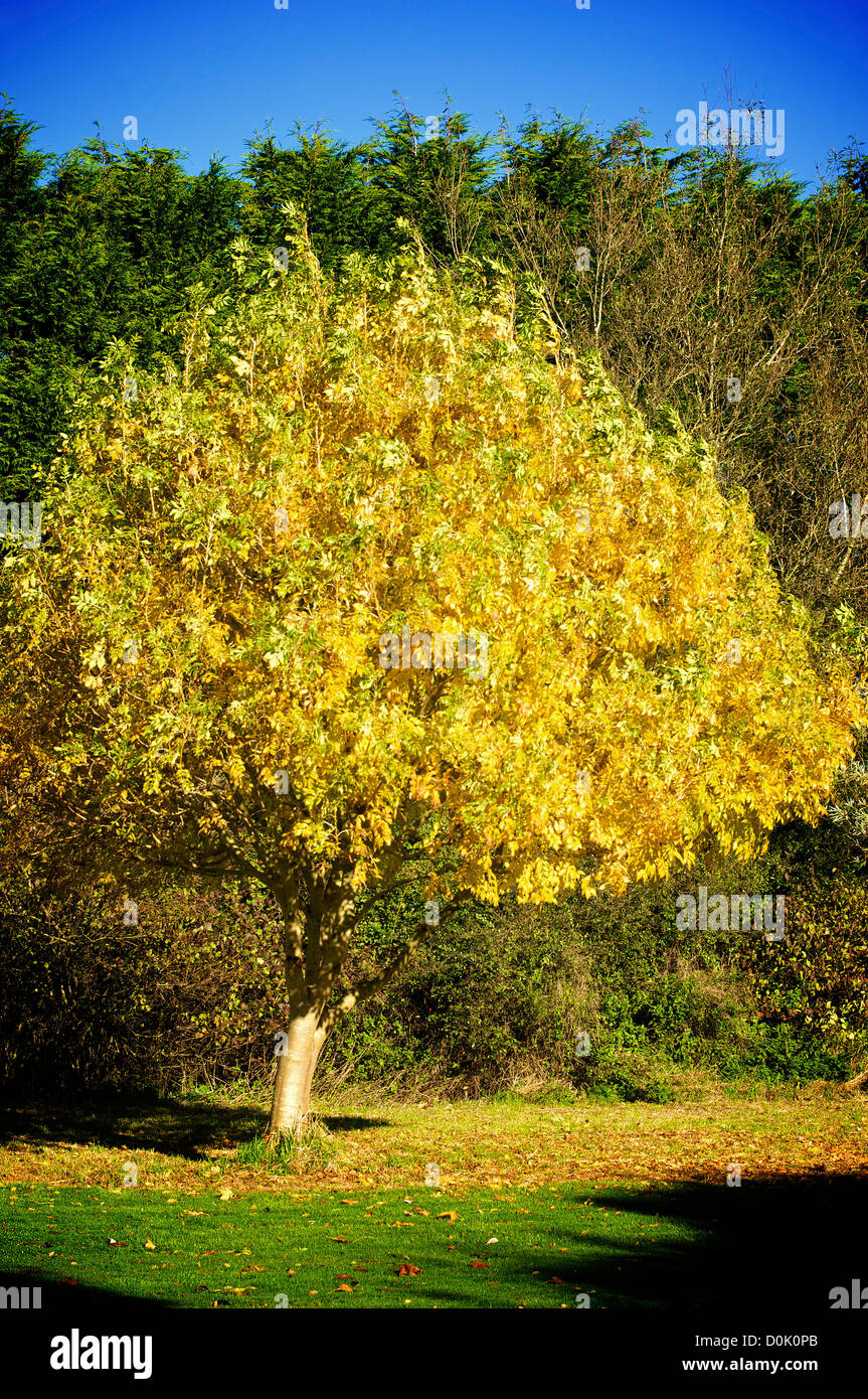 Golden colours hi-res stock photography and images - Alamy