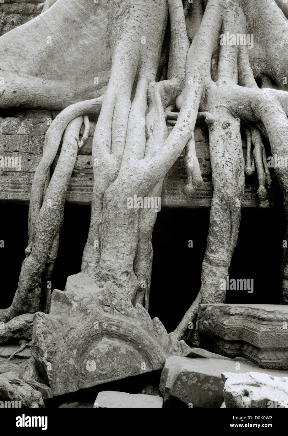 Strangler trees grow over the ruins of the Temple of Ta Prohm at the ...
