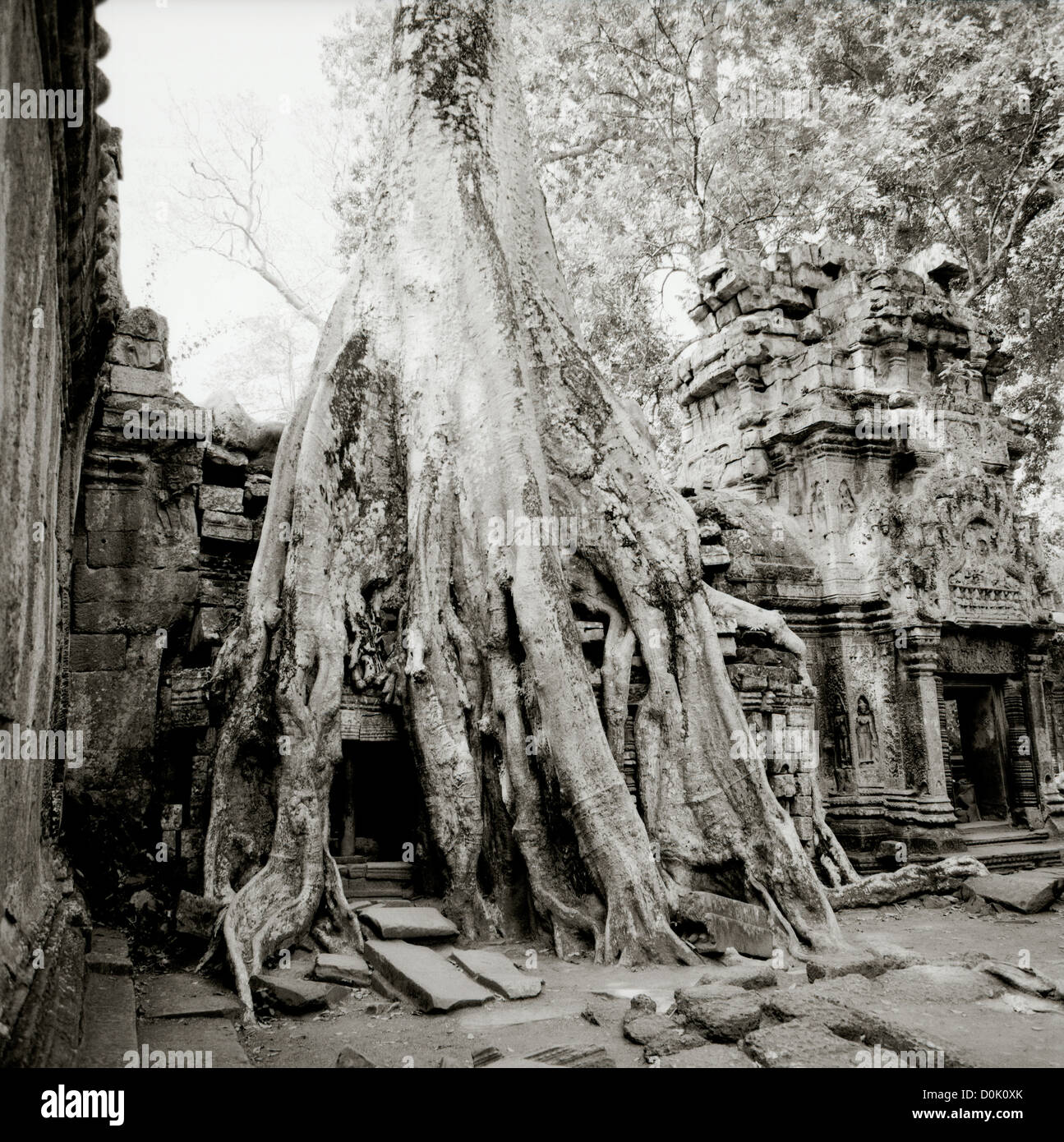 Travel Photography - Giant Banyan Strangler Fig tree at the Temple of ...