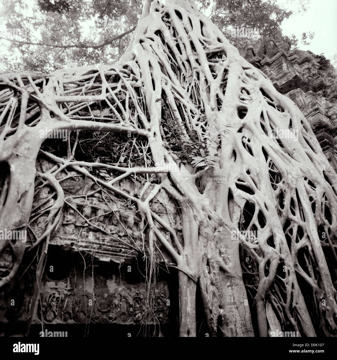 Travel Photography - Giant Banyan Strangler Fig tree at the Temple of ...