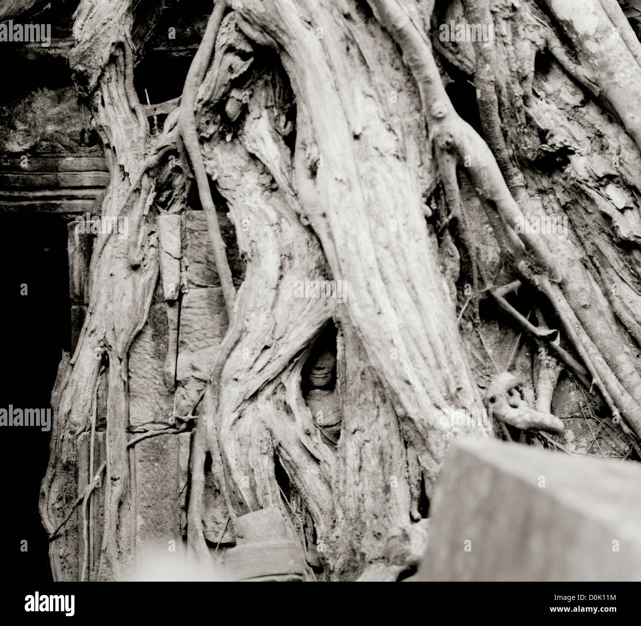 Travel Photography - Banyan Strangler Fig tree roots at the Temple of ...