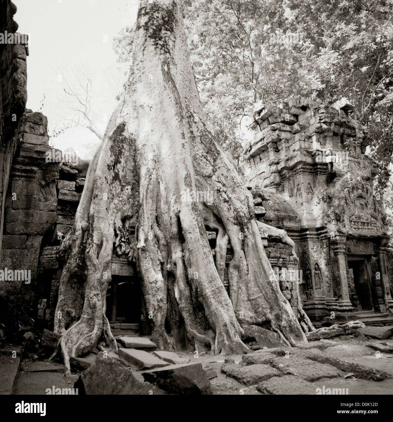 Strangler trees grow over the ruins of the Temple of Ta Prohm at the ...