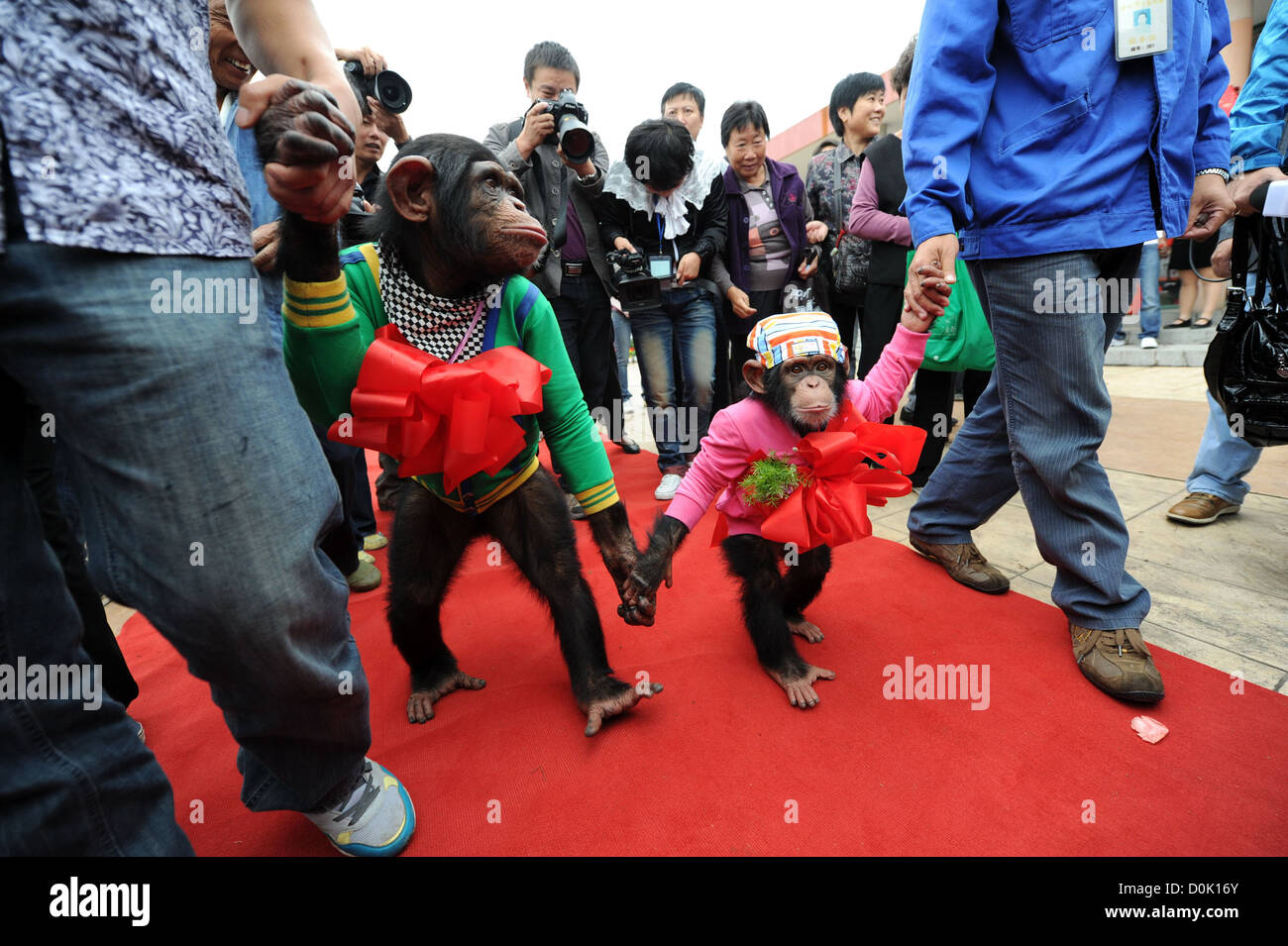Animal attraction brings gorillas together in symbolic 'wedding' Two ...