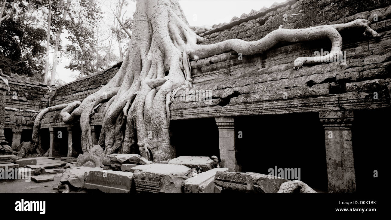 Strangler trees grow over the ruins of the Temple of Ta Prohm at the ...