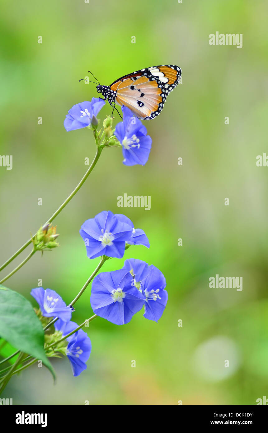 Plain tiger butterfly hi-res stock photography and images - Alamy