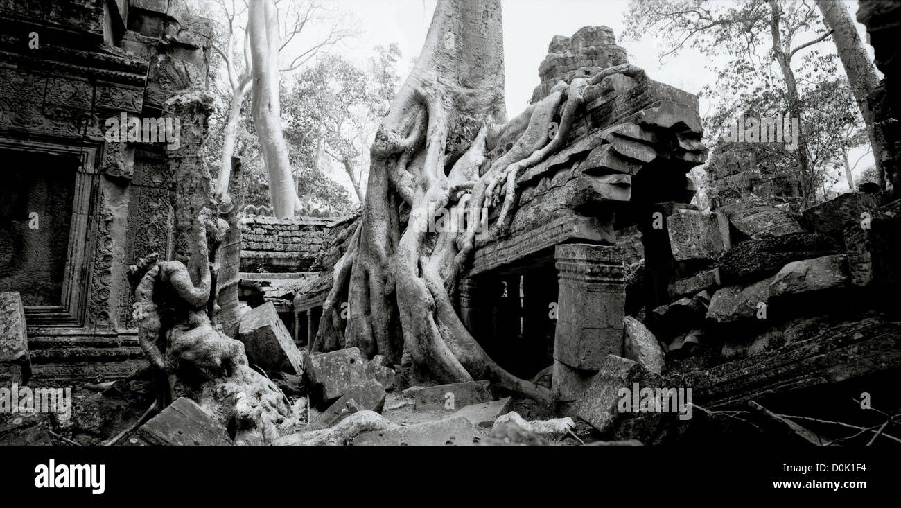 Trees grow in ruins hi-res stock photography and images - Alamy