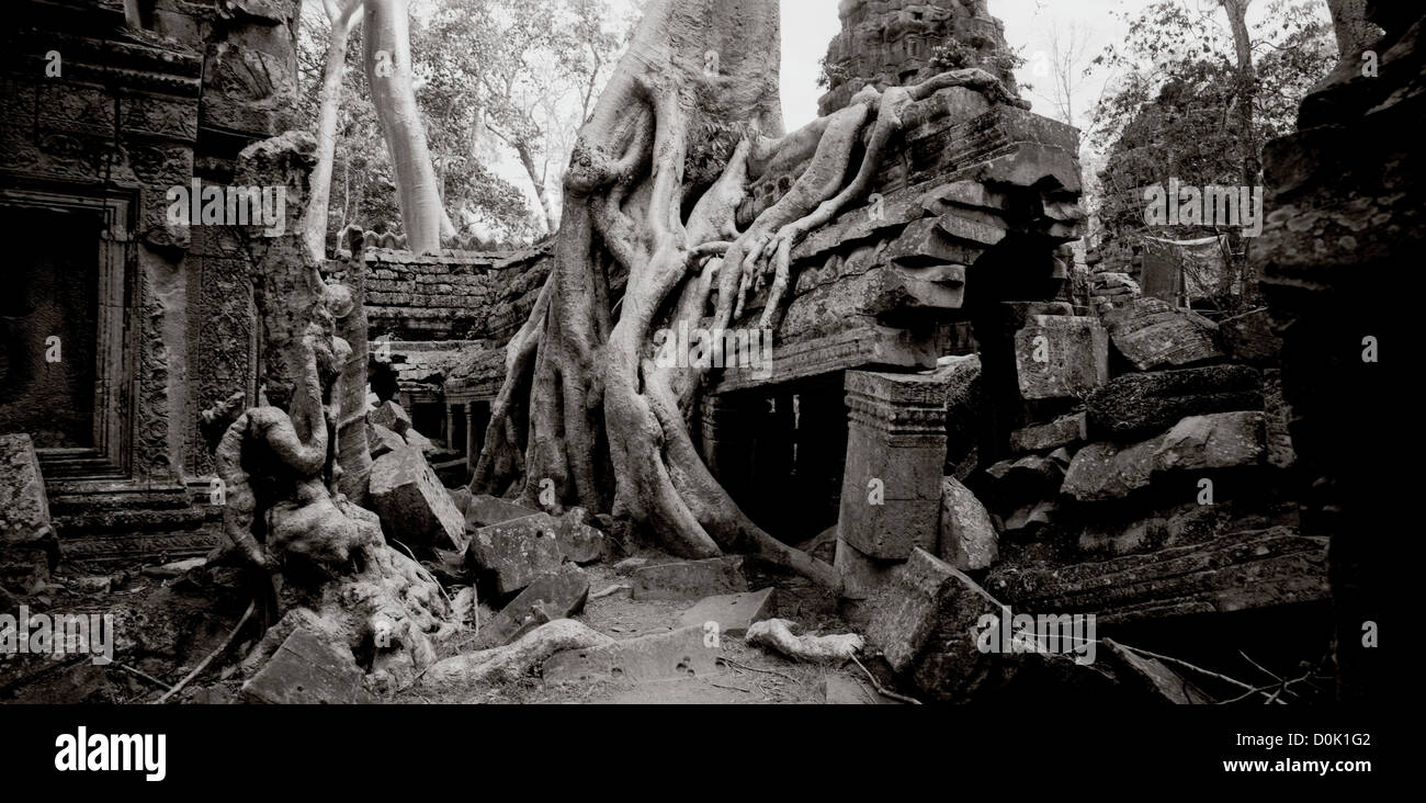 Strangler trees grow over the ruins of the Temple of Ta Prohm at the ...