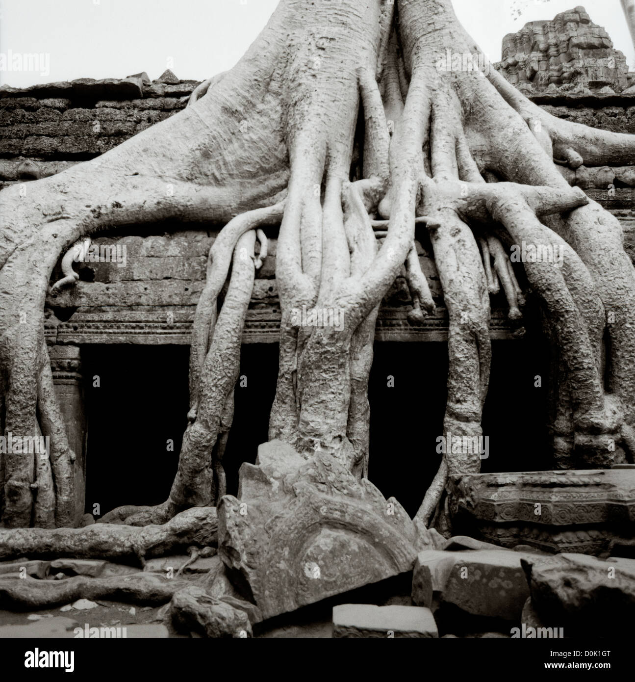 Strangler trees grow over the ruins of the Temple of Ta Prohm at the ...