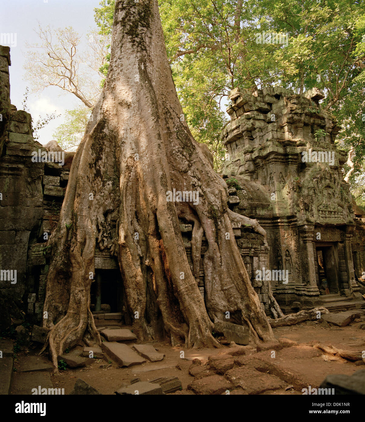 Strangler trees at the Temple of Ta Prohm at The Temples of Angkor in ...