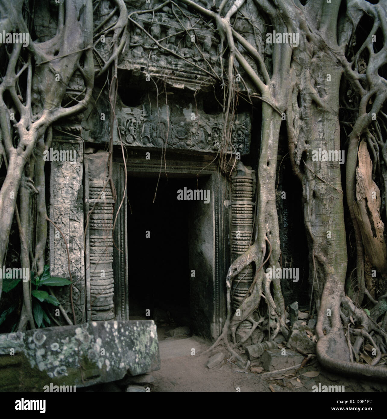 Strangler trees cover the Temple of Ta Prohm at The Temples of Angkor ...