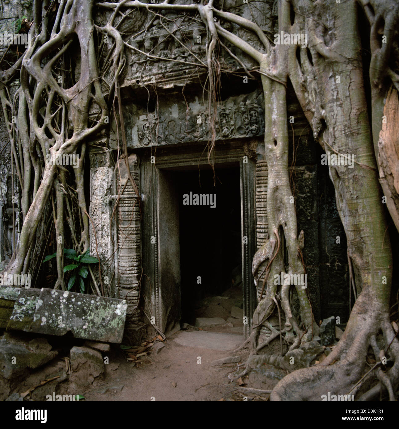 Strangler trees grow over the doorway of the Temple of Ta Prohm at the ...