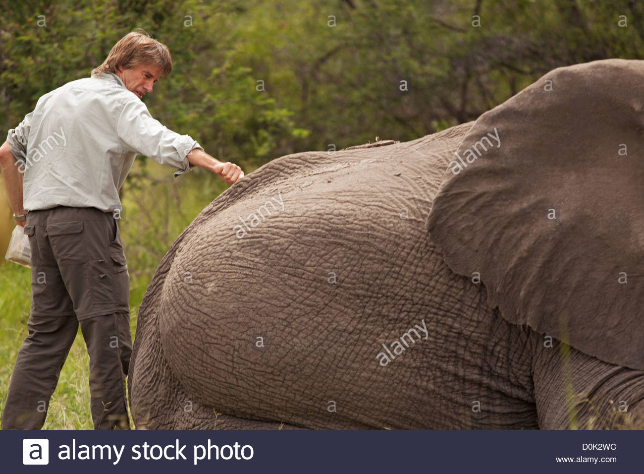 Tranquilizer Dart Stock Photos & Tranquilizer Dart Stock Images - Alamy