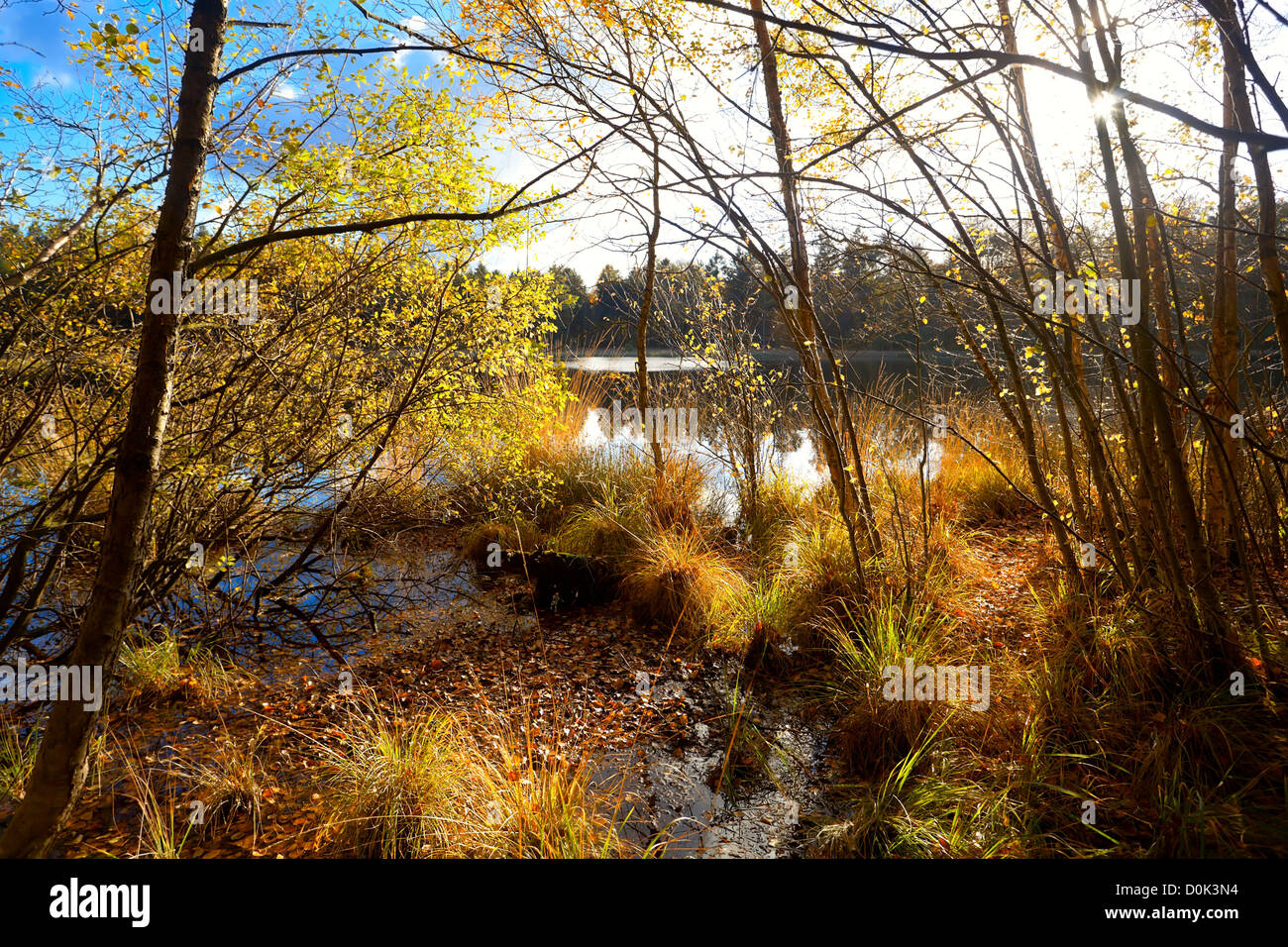 Swamp bush grass hi-res stock photography and images - Alamy