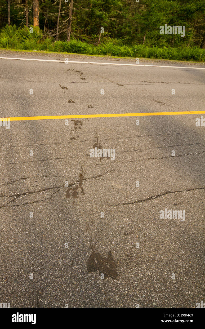 Moose tracks hi-res stock photography and images - Alamy