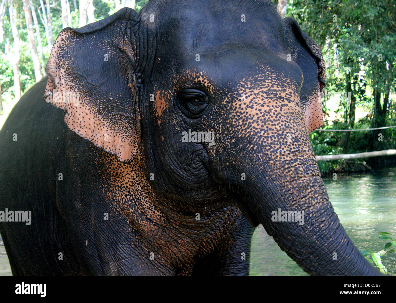 Elephant trunk and ear hi-res stock photography and images - Alamy
