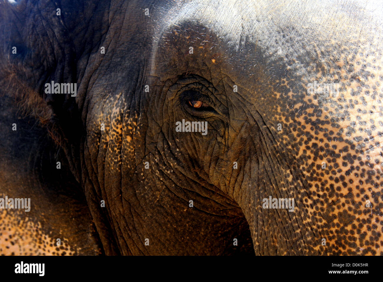 Elephant eye close hi-res stock photography and images - Alamy