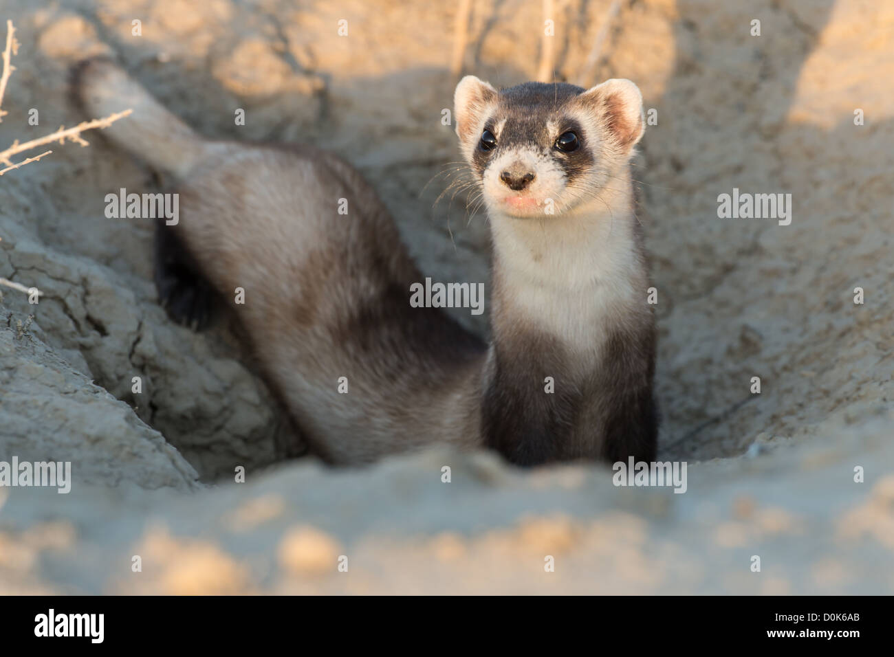 Stock photo of a wild endangered black-footed ferret Stock Photo - Alamy
