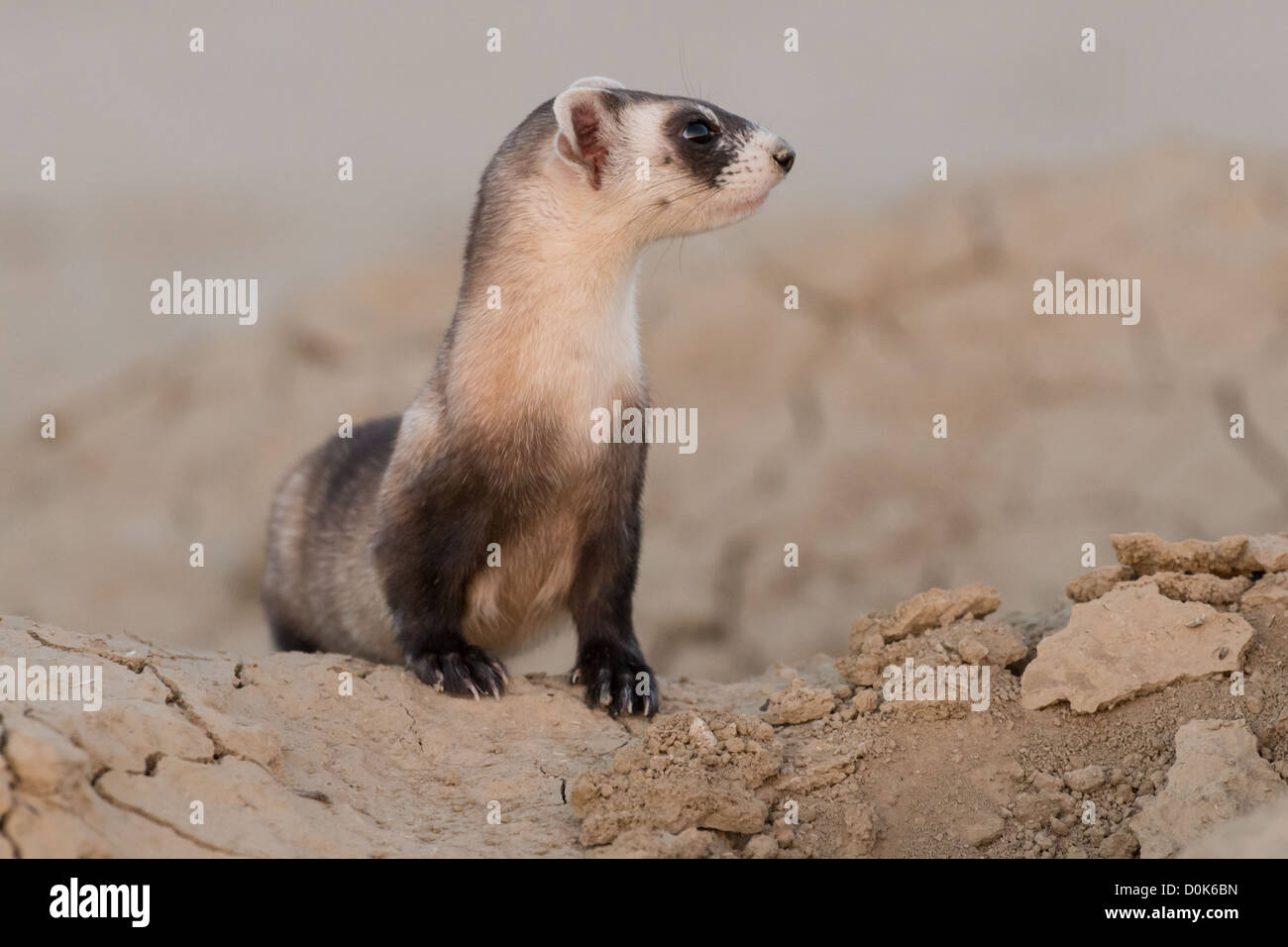 Stock photo of a wild endangered black-footed ferret Stock Photo - Alamy