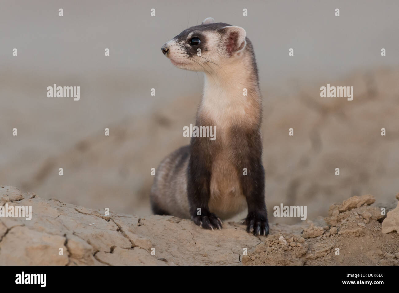 Stock photo of a wild endangered black-footed ferret Stock Photo - Alamy