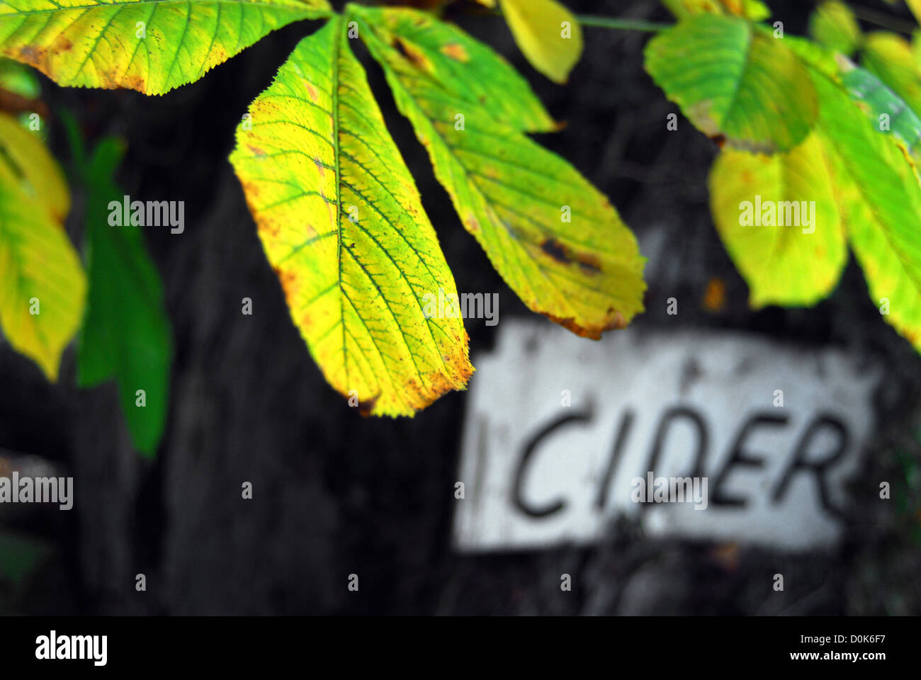 Detail of a leaf in a Devon cider farm Stock Photo - Alamy