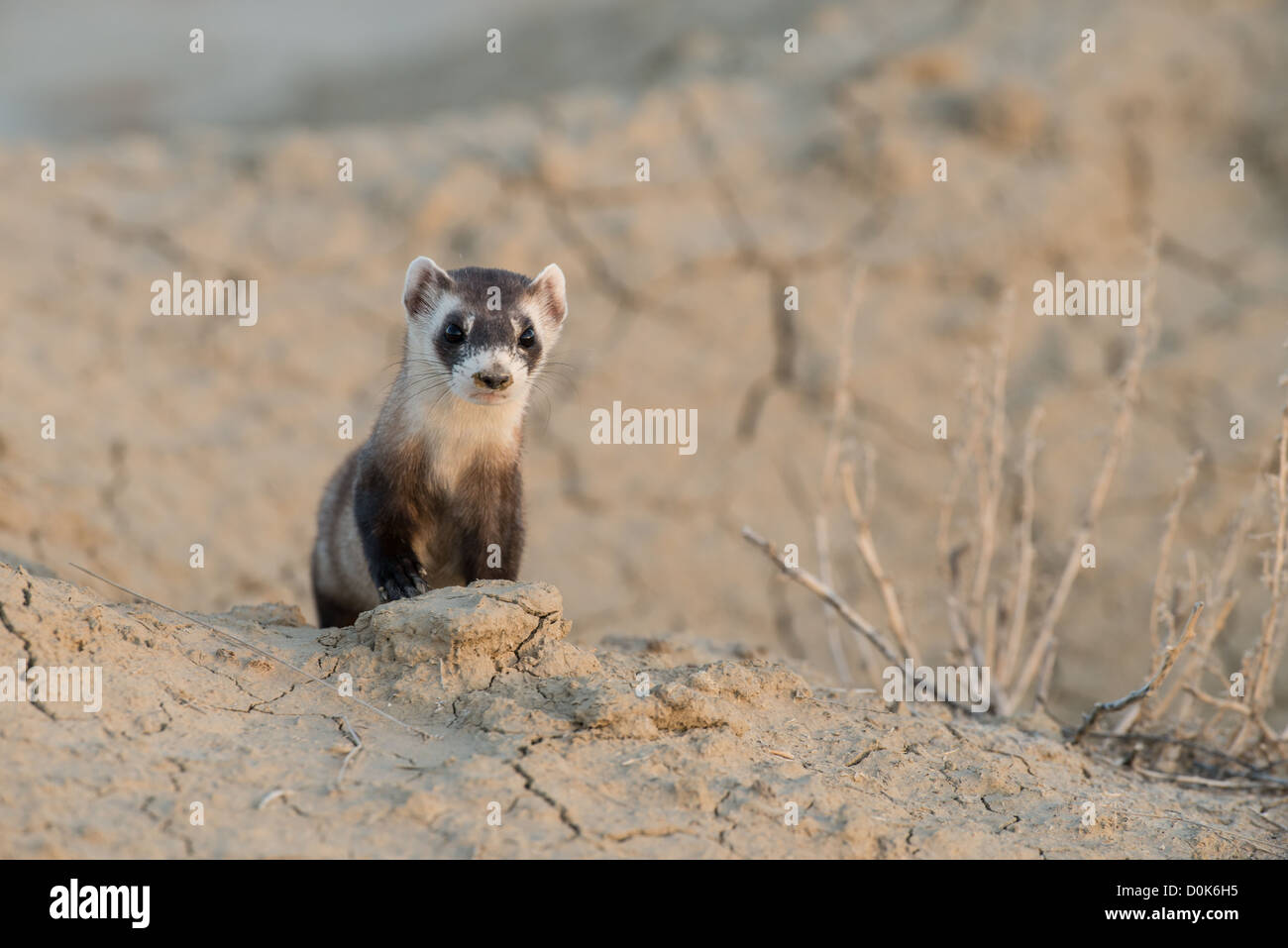 Endangered black footed ferret hi-res stock photography and images - Alamy