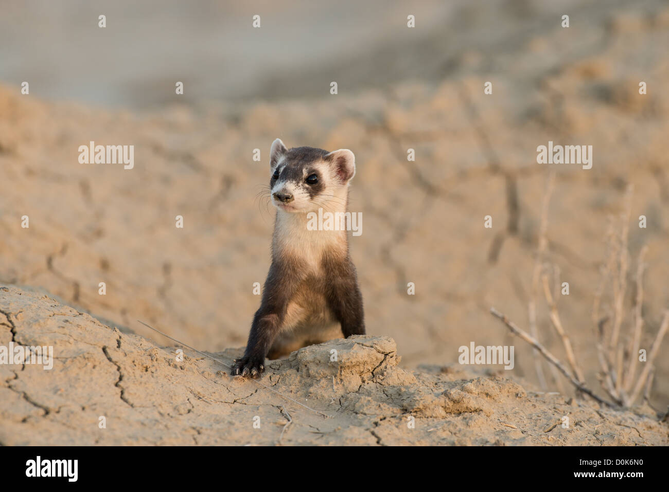 Stock photo of a wild endangered black-footed ferret Stock Photo - Alamy