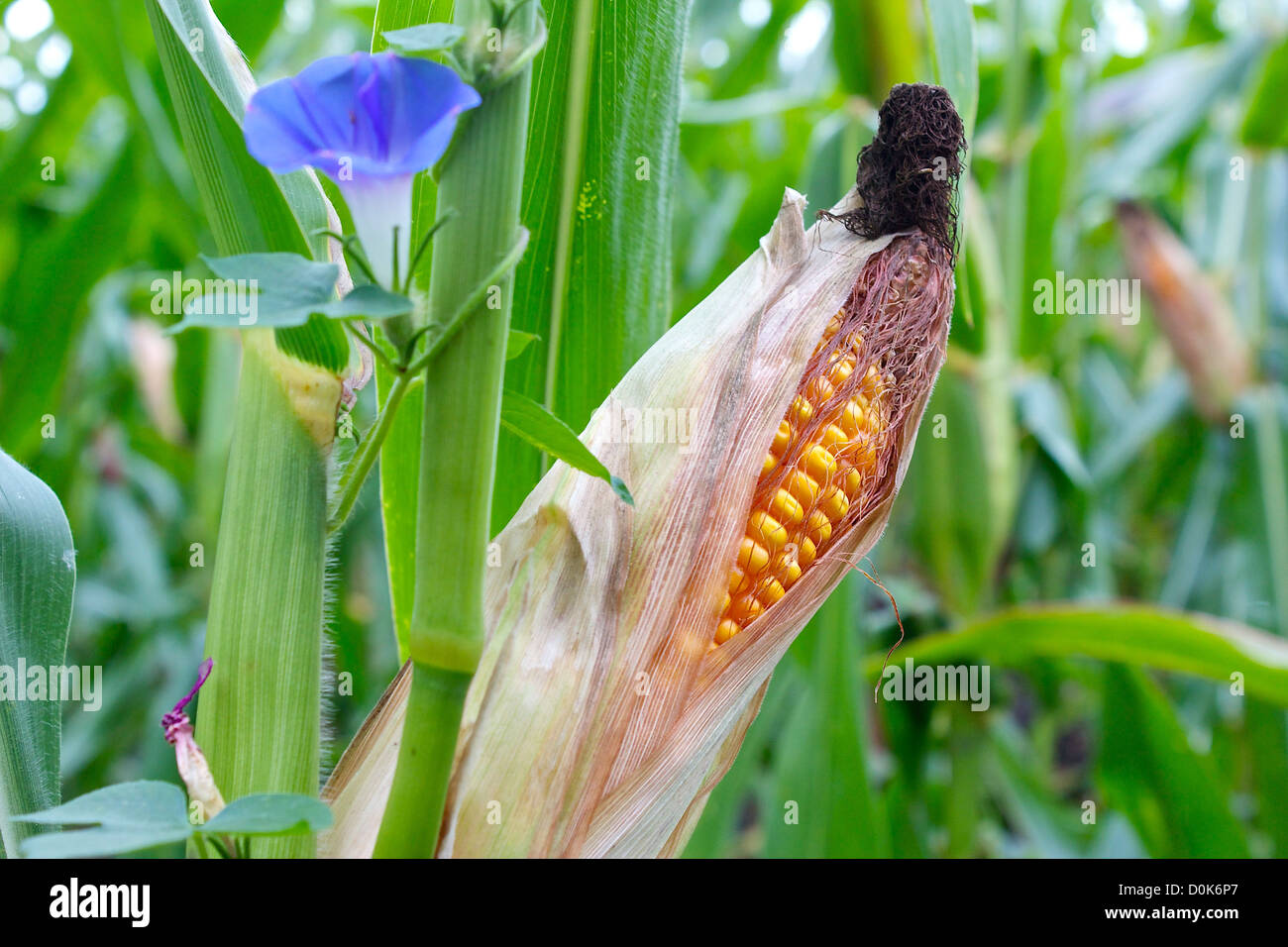 Rotting Crops High Resolution Stock Photography and Images - Alamy
