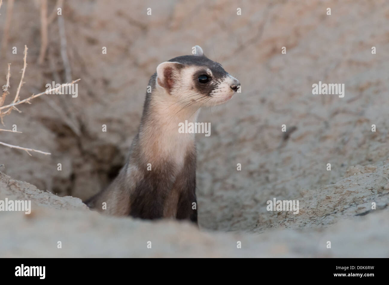 Stock photo of a wild endangered black-footed ferret Stock Photo - Alamy