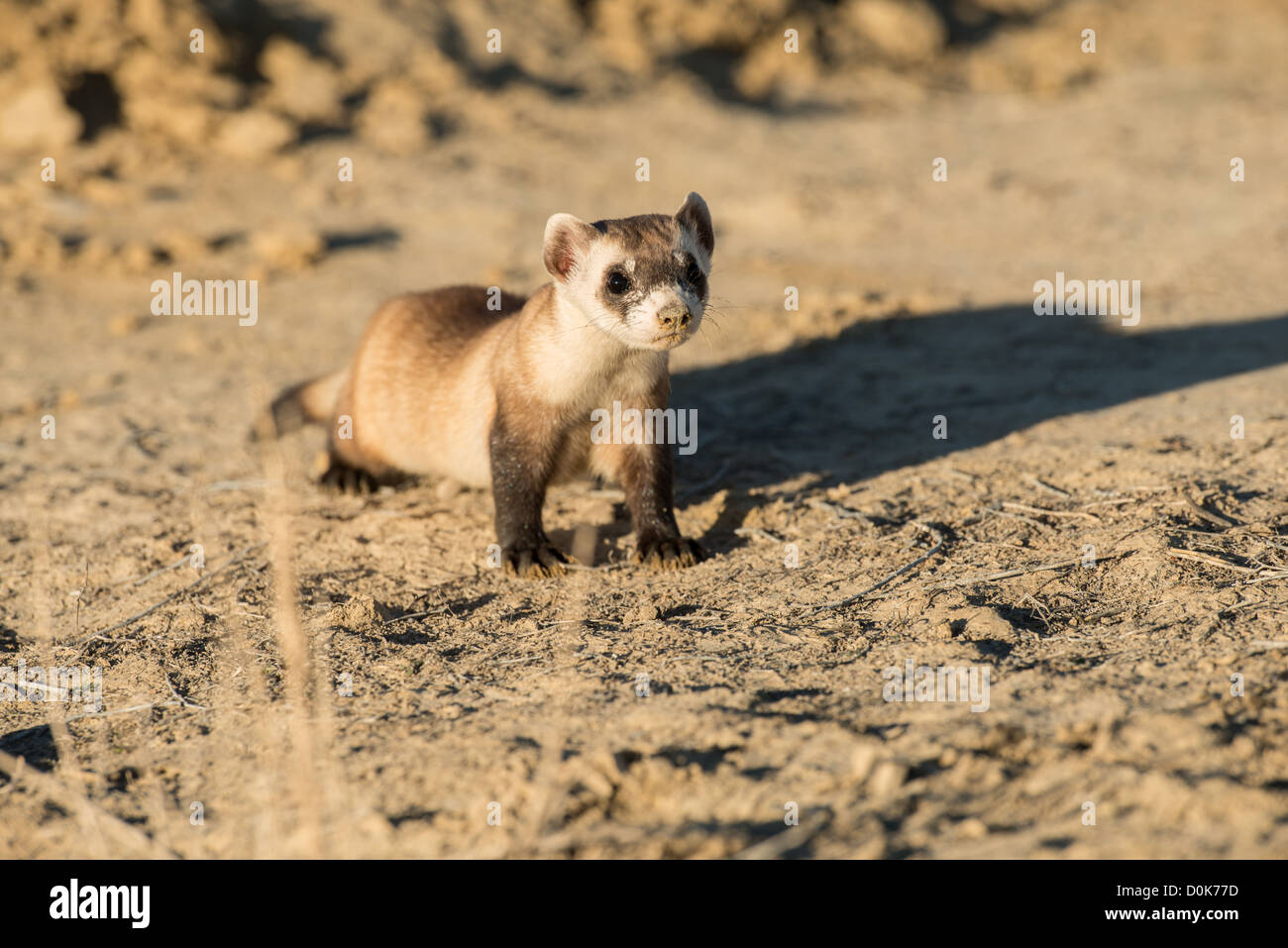 Endangered black footed ferret hi-res stock photography and images - Alamy