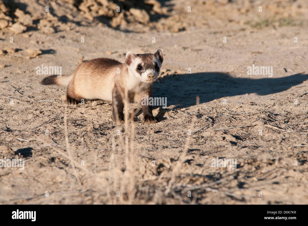 Stock photo of a wild endangered black-footed ferret Stock Photo - Alamy