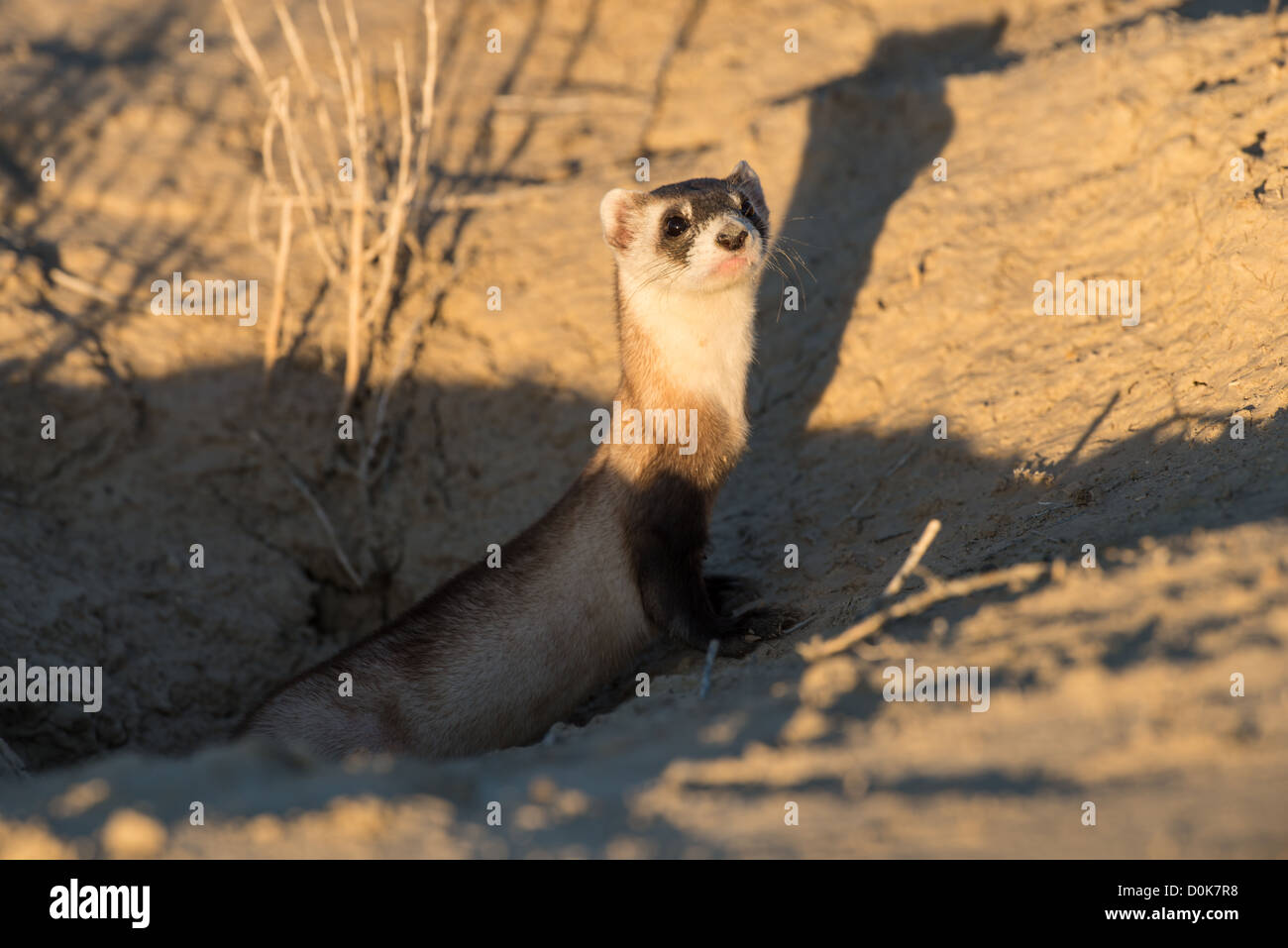 Stock photo of a wild endangered black-footed ferret Stock Photo - Alamy