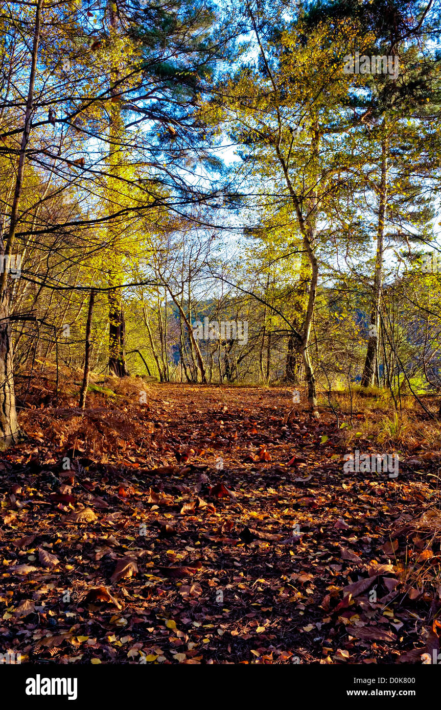 autumn in woodland Stock Photo - Alamy