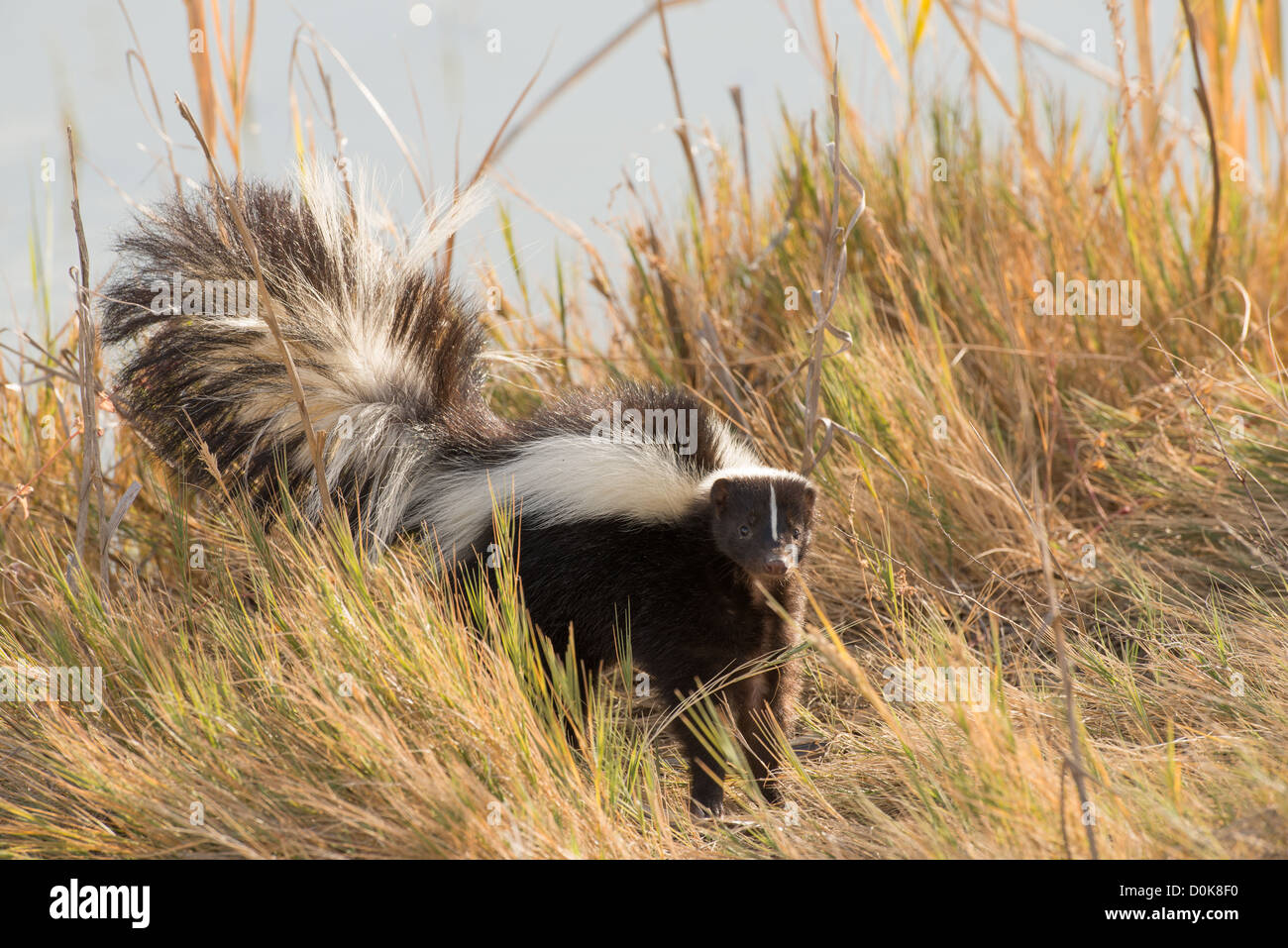 Skunk grass hi-res stock photography and images - Alamy