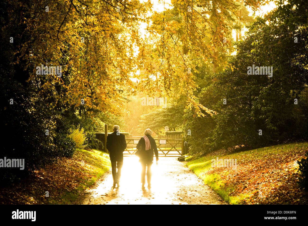 An elderly couple walking through autumn sunlight at Nymans Gardens ...
