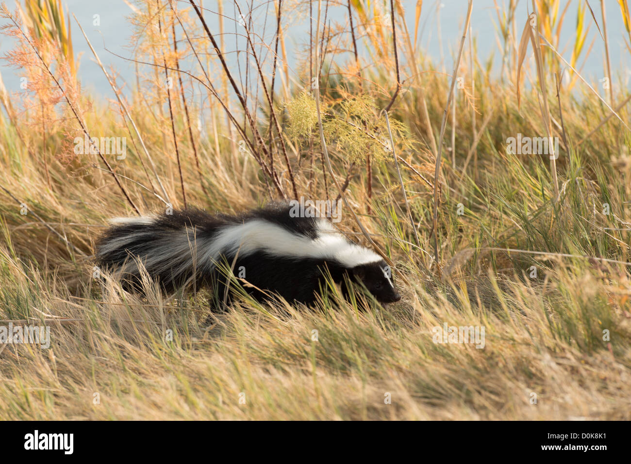 Skunk in grass hi-res stock photography and images - Alamy