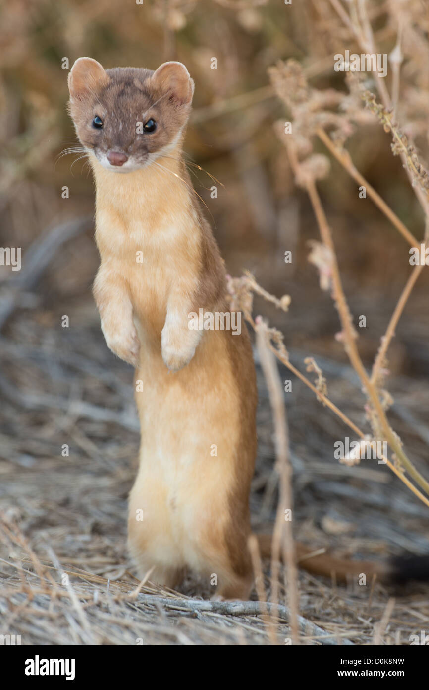 Stock photo of a long-tailed weasel standing up Stock Photo - Alamy