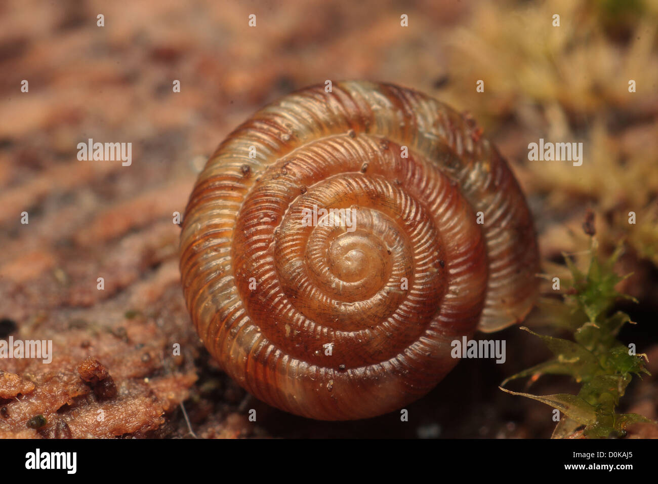 Banded Snail shell Stock Photo - Alamy