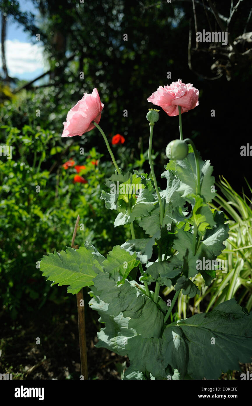 Peony form Opium Poppy (Papaver somniferum), variety "Breadseed", in ...