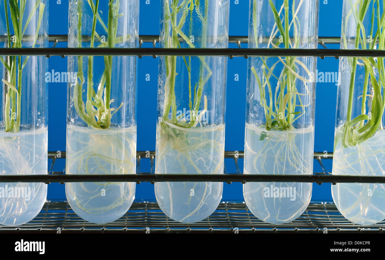 Micropropagation hi-res stock photography and images - Alamy