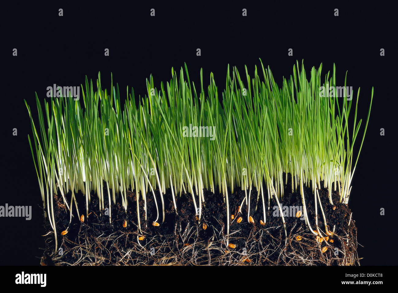 Germination experiment hi-res stock photography and images - Alamy