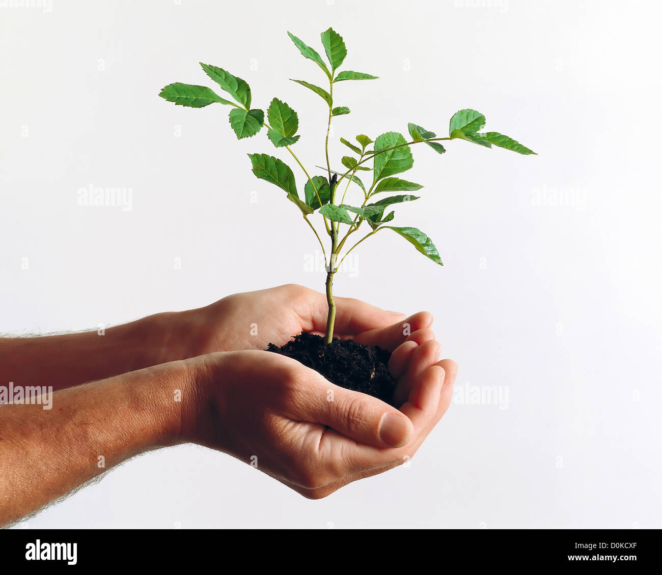 Ash tree reproduction hi-res stock photography and images - Alamy