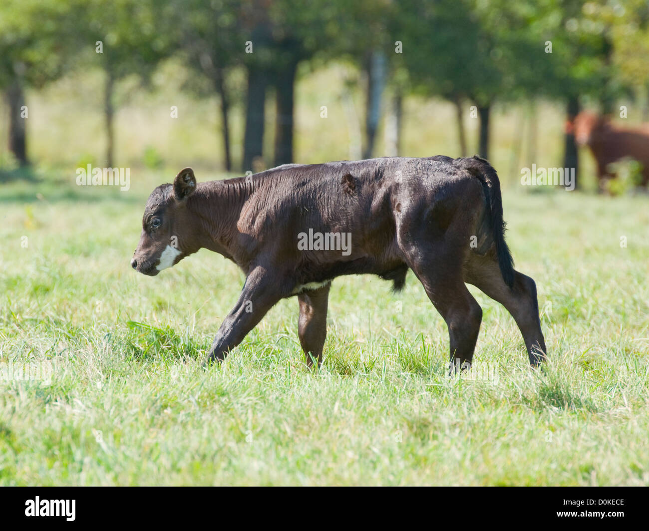 Angus Beef Cattle and Calves Stock Photo - Alamy