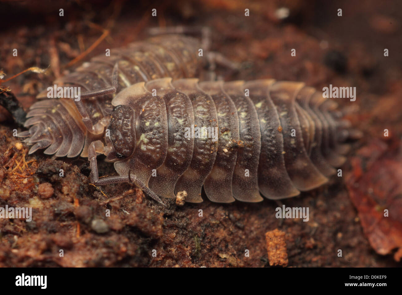 Woodlice photo hi-res stock photography and images - Alamy