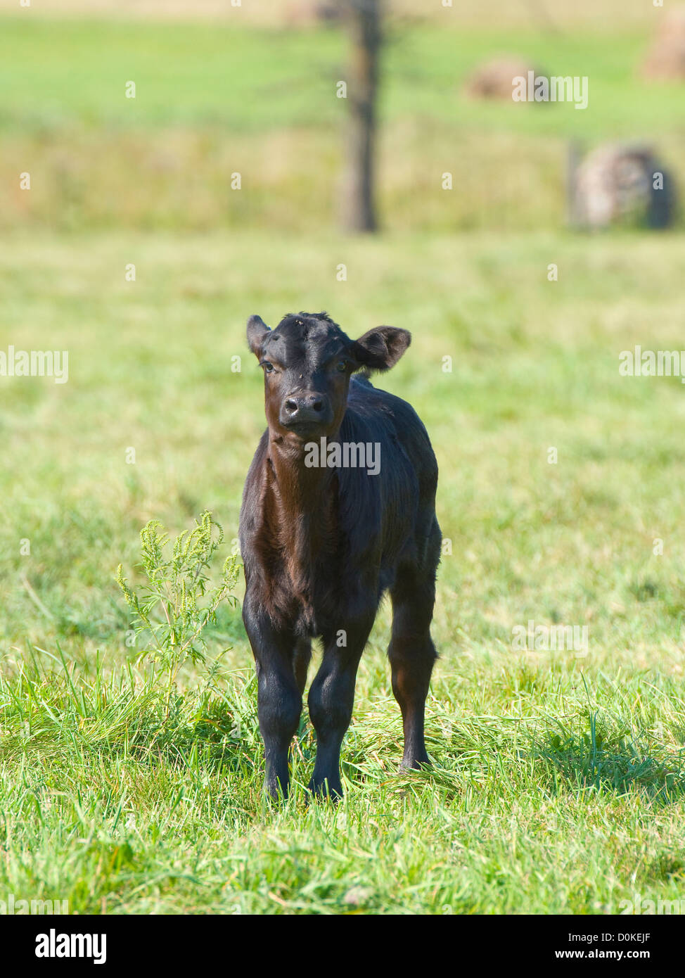 Angus Beef Cattle and Calves Stock Photo - Alamy