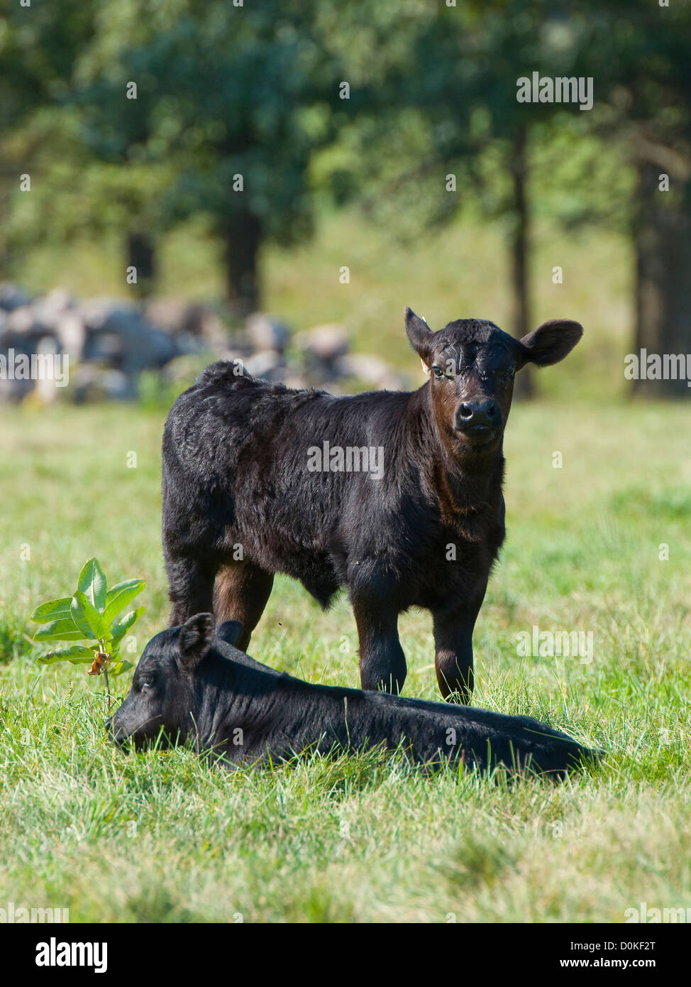 Angus Beef Cattle and Calves Stock Photo - Alamy