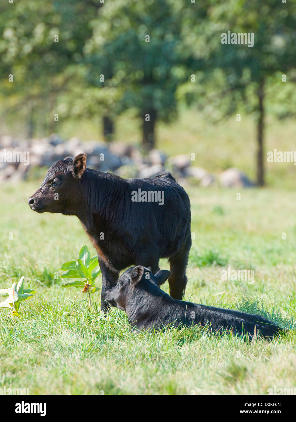 Angus Beef Cattle and Calves Stock Photo - Alamy
